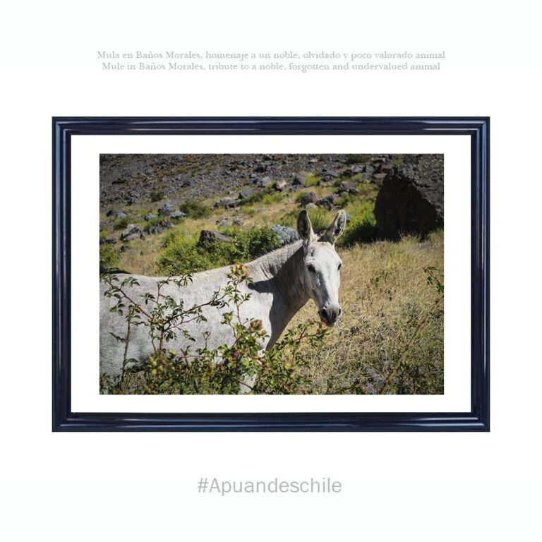 Mula en Baños Morales, homenaje a un noble, olvidado y poco valorado animal